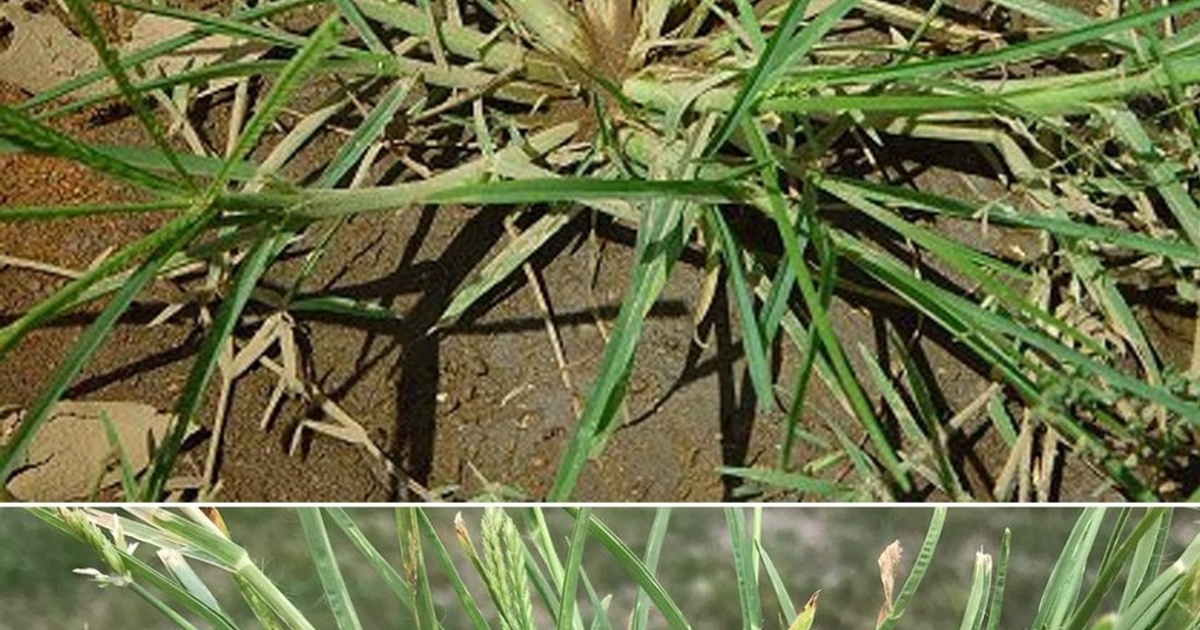 How Goose Grass Can Heal You: A Natural Remedy For Dozens Of Diseases ...