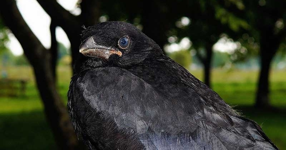 5 animals entering the house are “omen” of wealth, if chased away, all ...