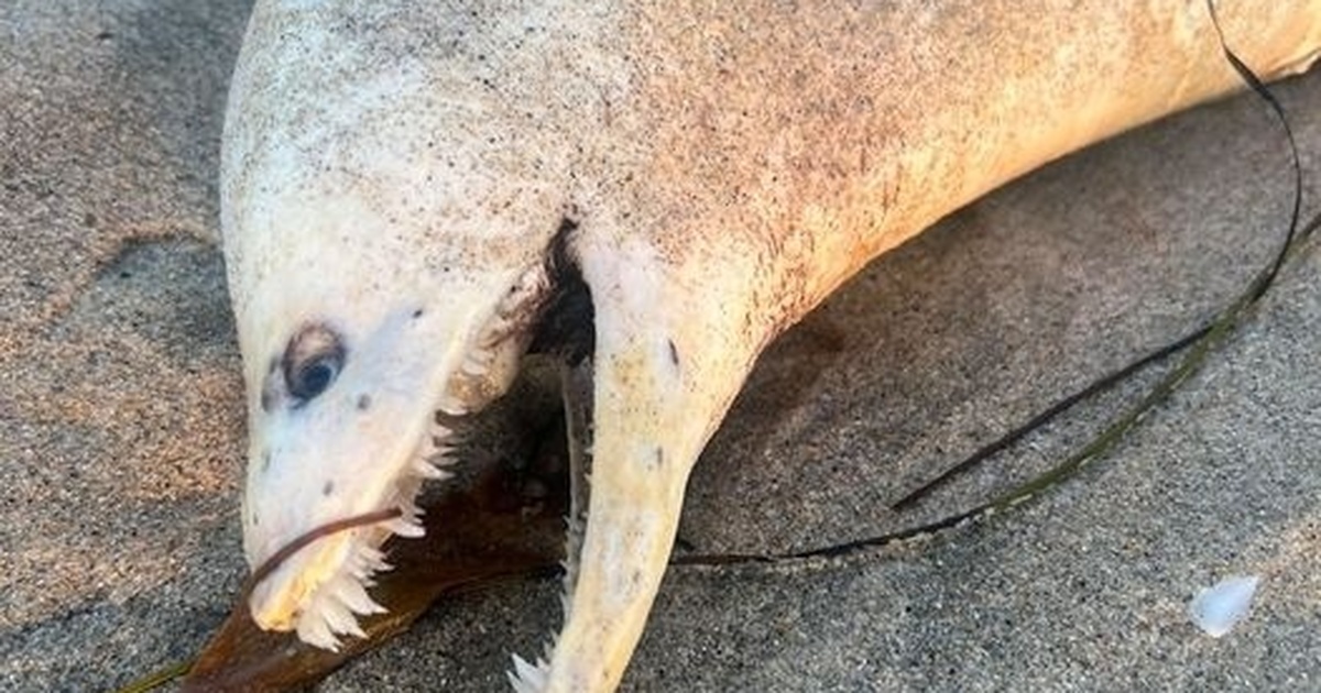 Grotesque Sea Creature Washes Ashore in Southern California - Yohanpost