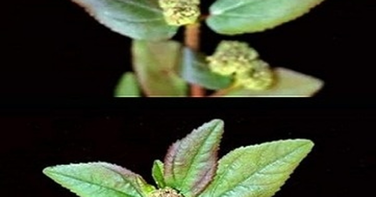 The Plant You See in the Picture Is One of the Most Miraculous Plants ...
