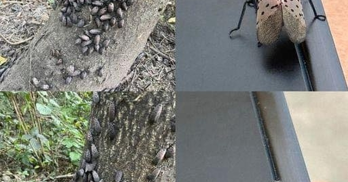If You Ever See This Insect, Get Rid of It Immediately! - Yohanpost