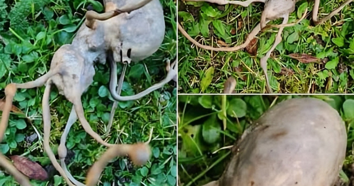 Neighbor finds ‘alien’ object in their backyard that has the internet ...