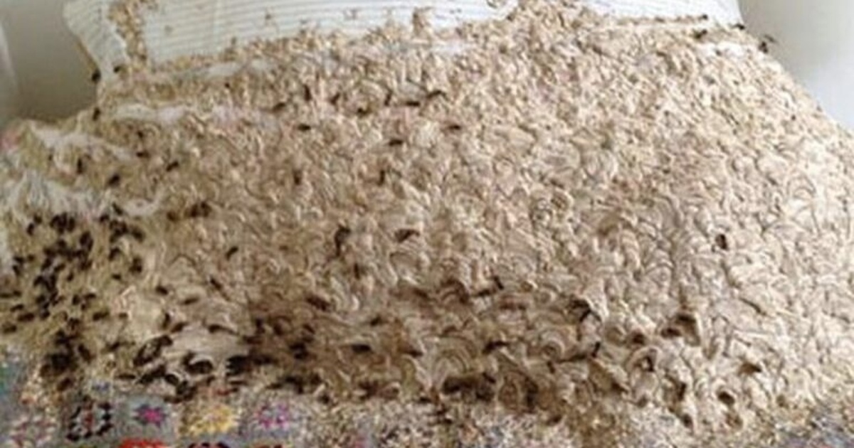 Enormous nest with 5,000 wasps found in woman’s spare room - Yohanpost