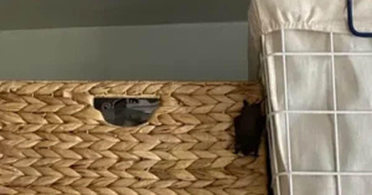 Georgia Family Stunned To See Creatures Crawling Out Of The Vents ...