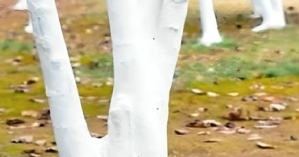 If you spot white-painted trees, you had better know what it means ...