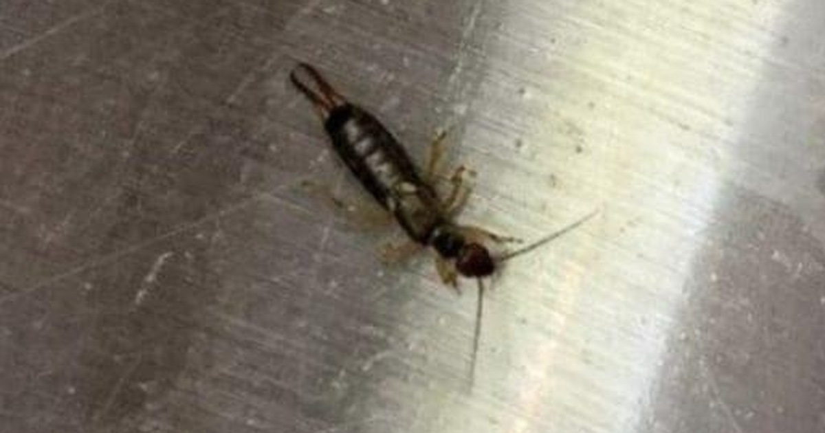 If you find these scary-looking insects in your home, you had better ...