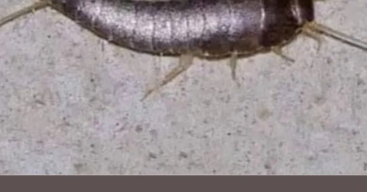 If you see one of these in your house, BE VERY CAREFUL. Here’s the ...