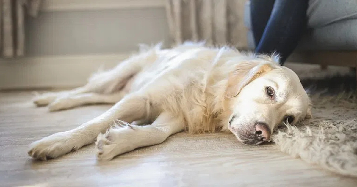 11 Signs Your Dog is Nearing the End - Yohanpost