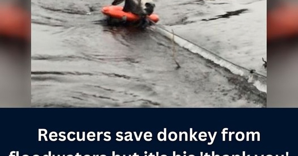 Rescue team saves donkey from rising floodwaters, but his unexpected ...