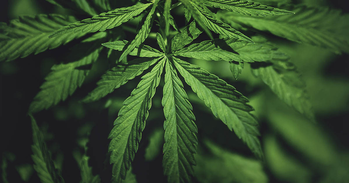 Scientists Have Discovered The Ancient Origins of Cannabis - Yohanpost