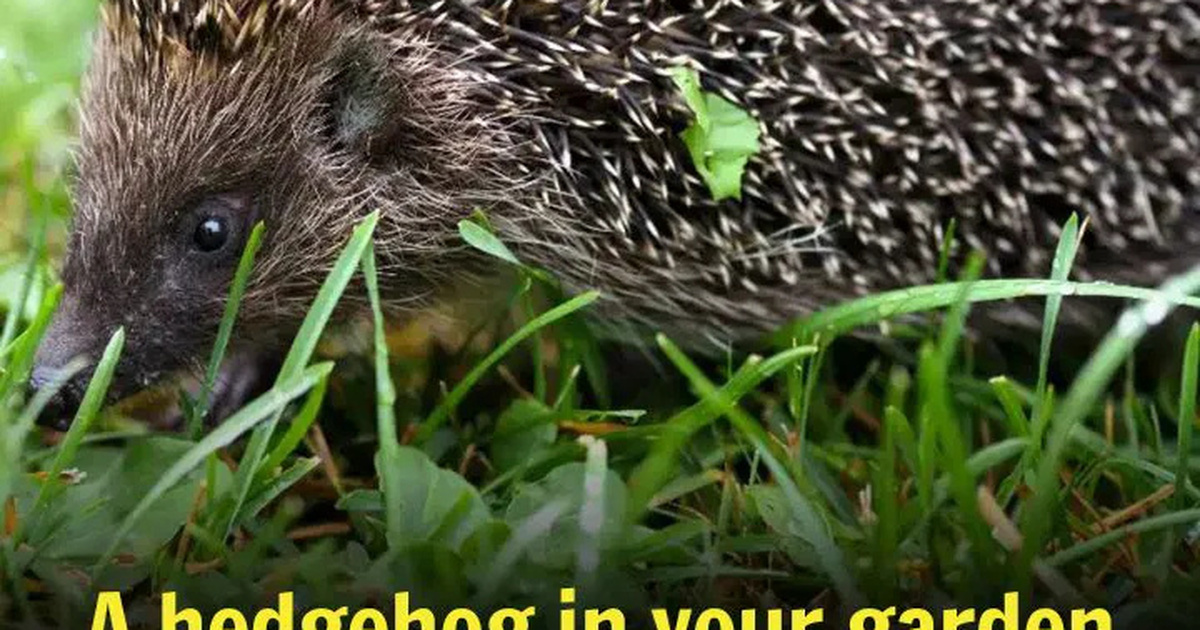 If a hedgehog crosses your garden, it is never trivial: it is the messenger of an important ...