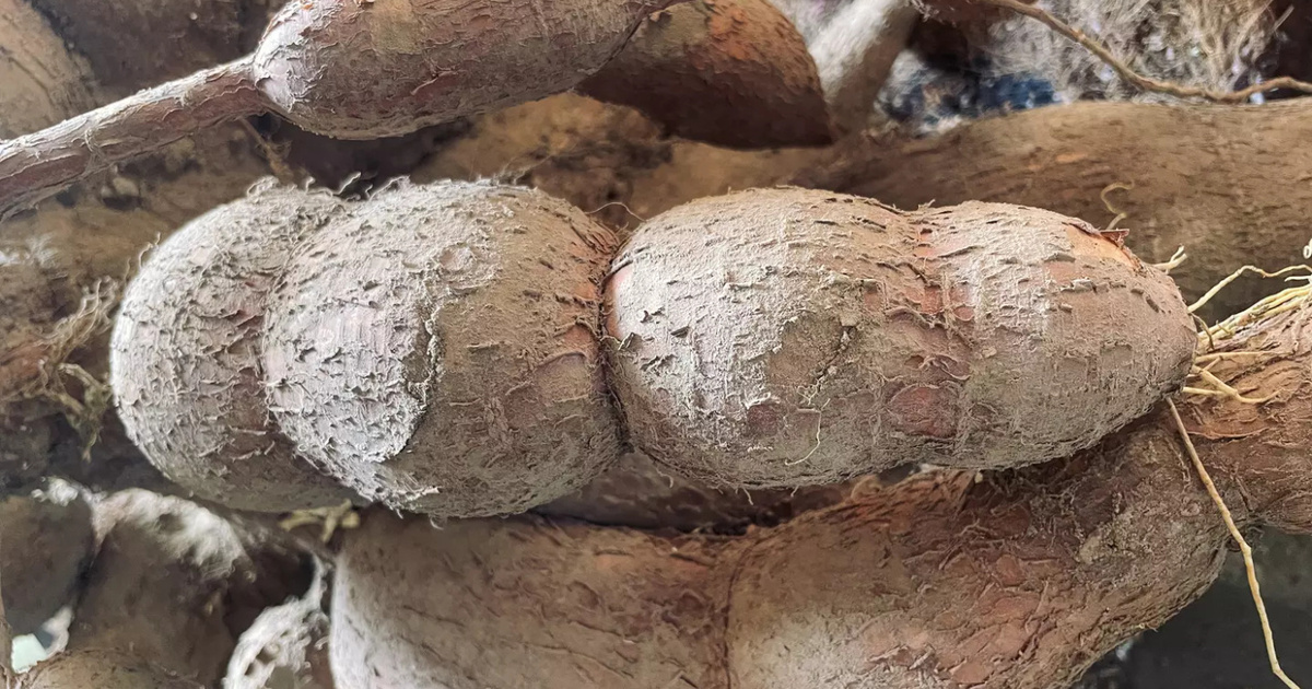 ‘World’s deadliest food’ kills more than 200 people per year and is ...