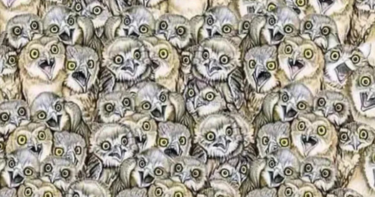 Find the hidden cat among the owls in under 20 seconds - Yohanpost