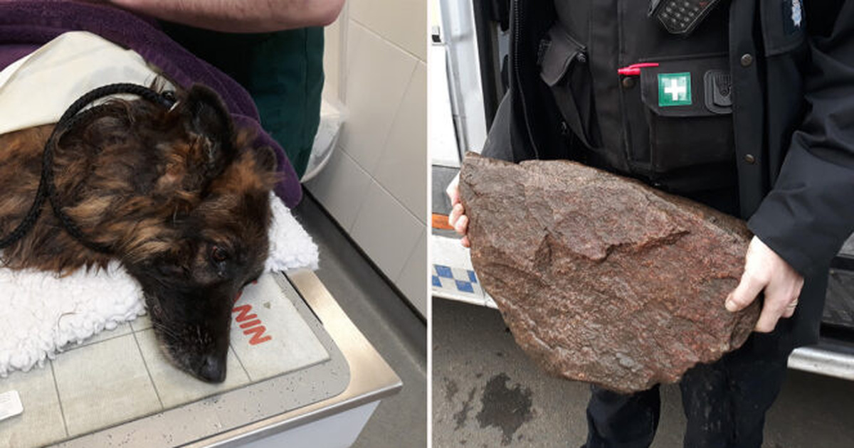 Dog was found tied to a rock and left to drown by her owner - Yohanpost