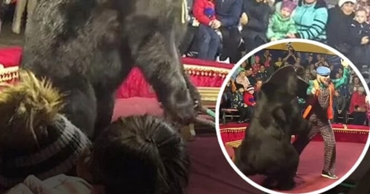 Horrifying moment massive 600lb circus bear attacks its owner - Yohanpost