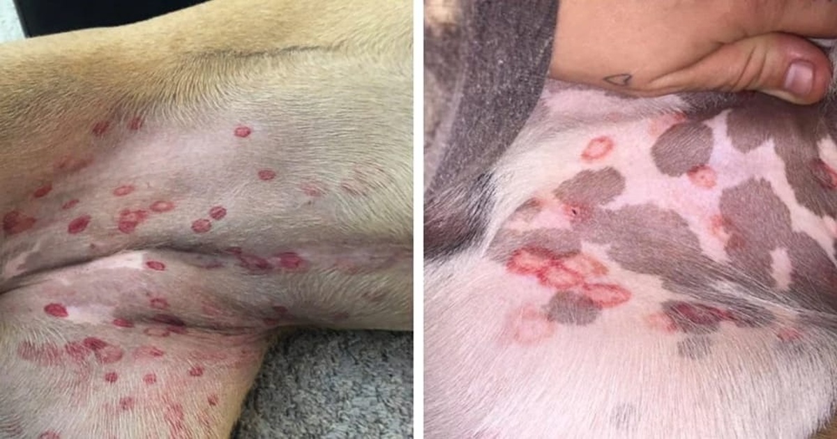 Vet reveals why red bites are appearing on dogs’ stomachs - Yohanpost