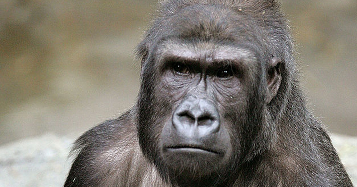 The story of Binti Jua: The gorilla who stunned the world - Yohanpost