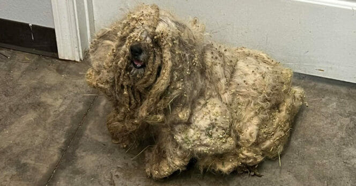 Shelter rescues neglected dog covered in three pounds of matted fur ...