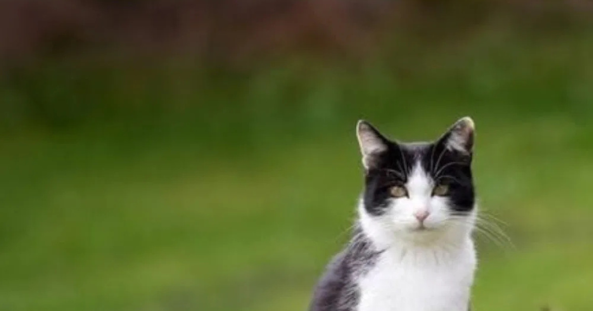 Why a cat leaves home and doesn’t come back: 7 common reasons - Yohanpost