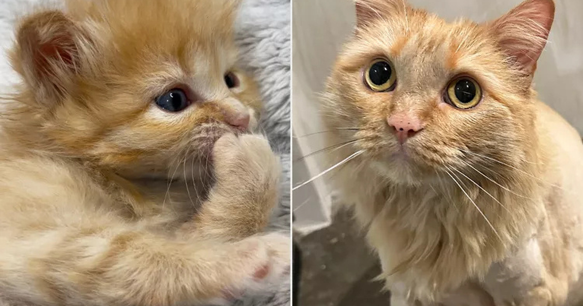 Woman Cares for Foster Cat at Just 3 Days Old. 4 Years Later, She Gets ...