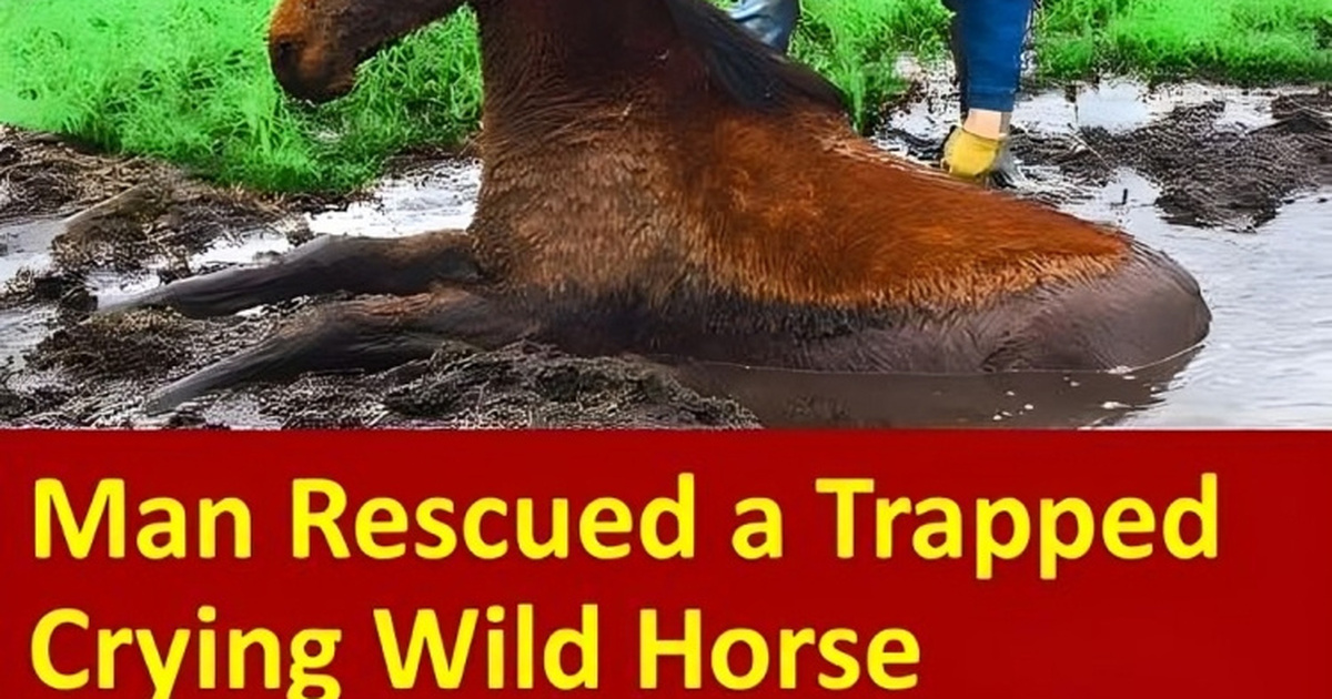Man Rescued a Trapped Crying Wild Horse. How It Thanked Him is ...