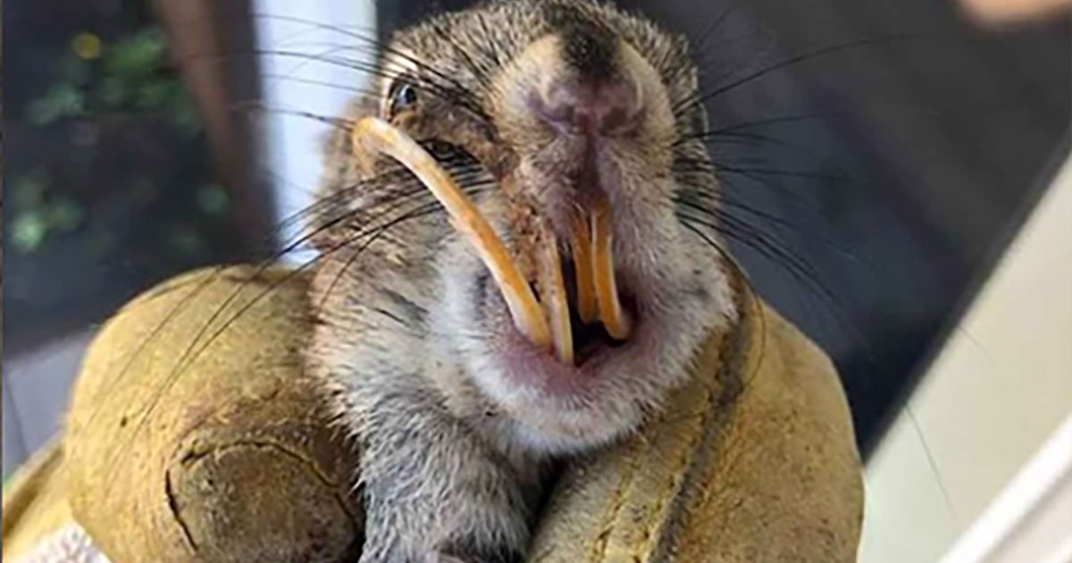 Animal lover finds squirrel with giant tooth, brings him home and gives ...