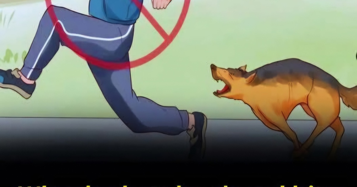 The reason dogs often chase people - Yohanpost