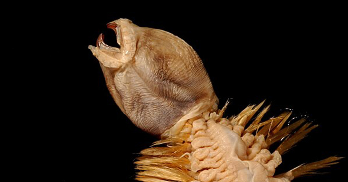 The Antarctic worm with teeth that will haunt your dreams - Yohanpost